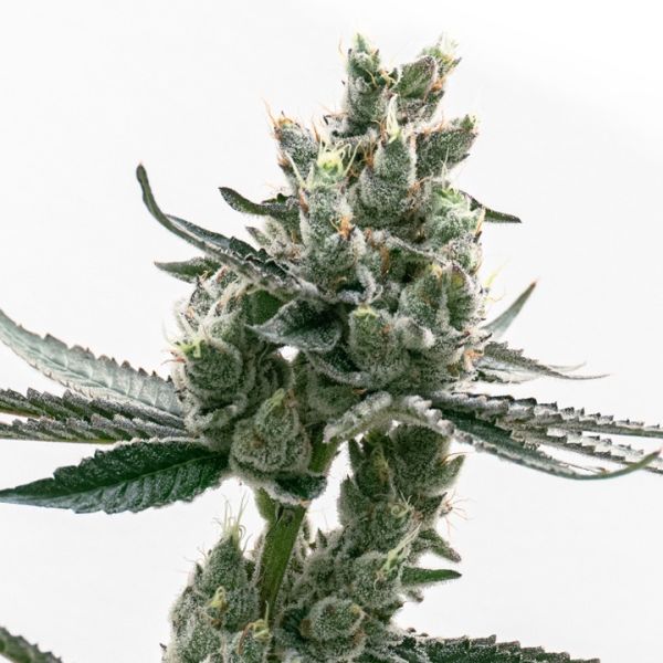Biscotti Autoflower Cannabis Seeds | Homegrown Cannabis Co.