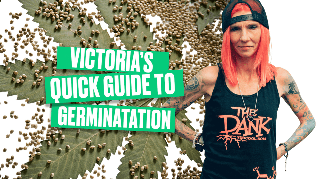 Cannabis Seed Germination Guide | Homegrown Cannabis Co.
