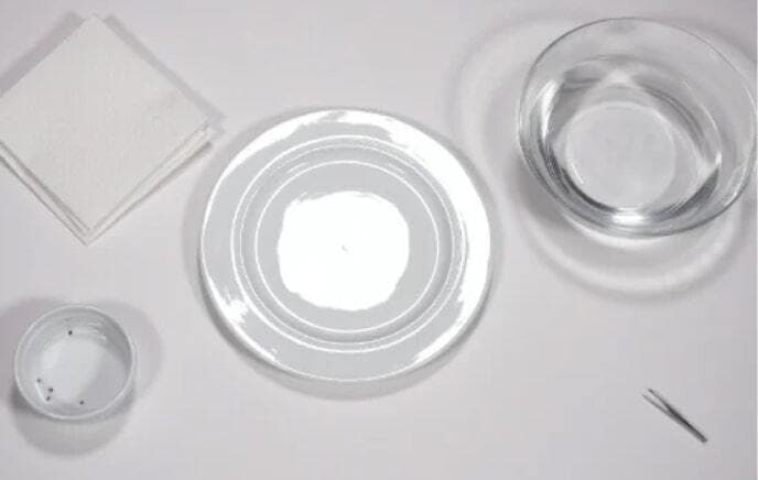 Cannabis Seed Germination Guide | Homegrown Cannabis Co.