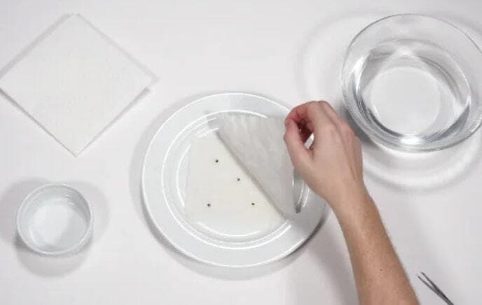 Cannabis Seed Germination Guide | Homegrown Cannabis Co.