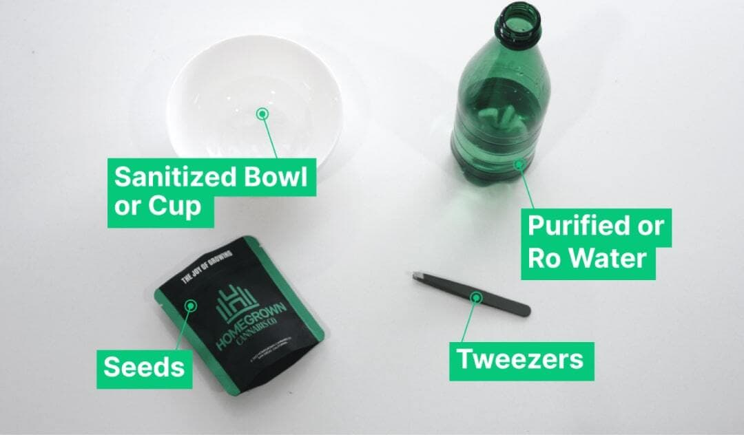 Cannabis Seed Germination Guide | Homegrown Cannabis Co.