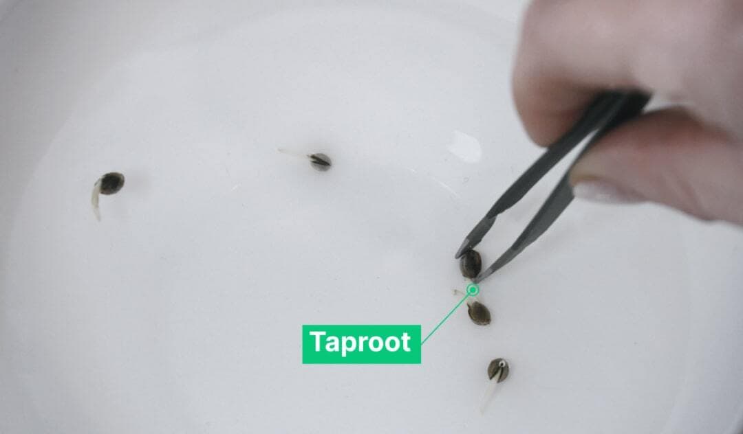 Cannabis Seed Germination Guide | Homegrown Cannabis Co.