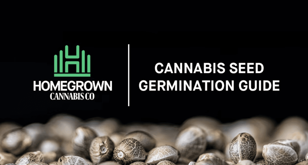 Cannabis Seed Germination Guide | Homegrown Cannabis Co.