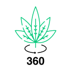 Shishkaberry Kush Seeds Feminized Online | Homegrown